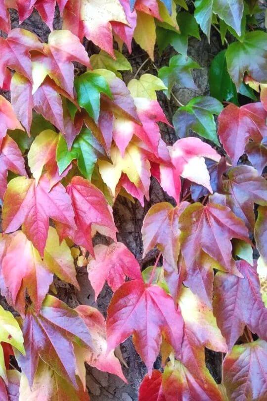 15 Different Types Of Ivy Plants For Indoors & Outdoors (With Pictures)