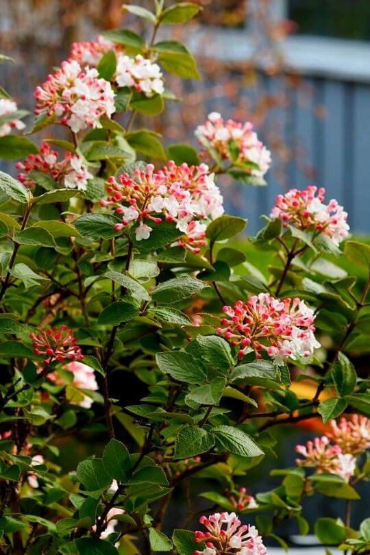 50 Different Types Of Shrubs & Bushes With Pictures & Care Guide