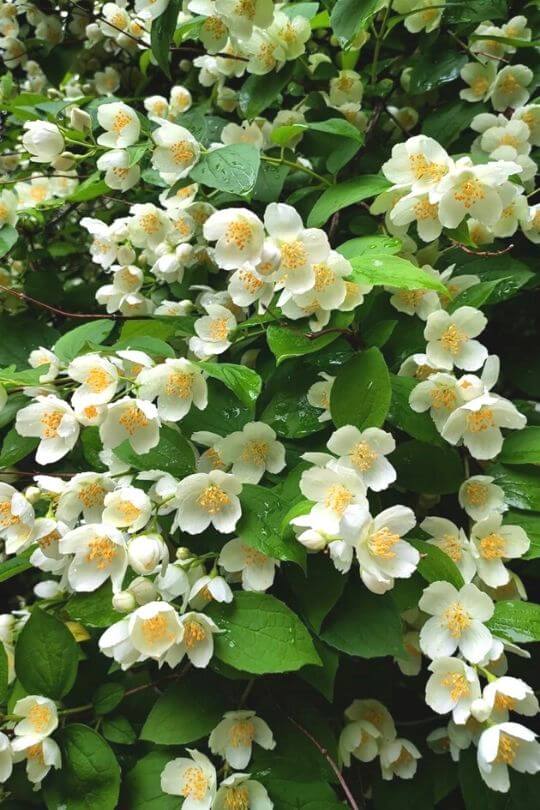 50 Different Types Of Shrubs & Bushes With Pictures & Care Guide