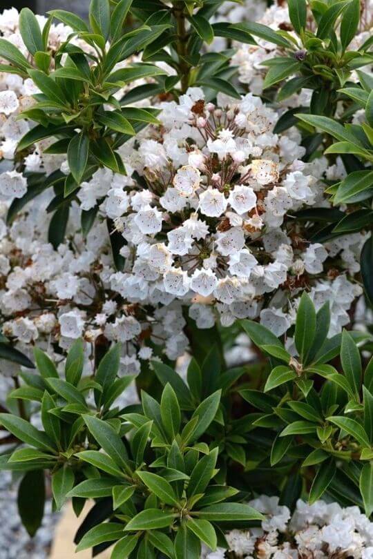 50 Different Types Of Shrubs & Bushes With Pictures & Care Guide