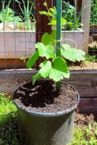 Growing Grapes In Containers: How To Grow Grape Vines In Pots