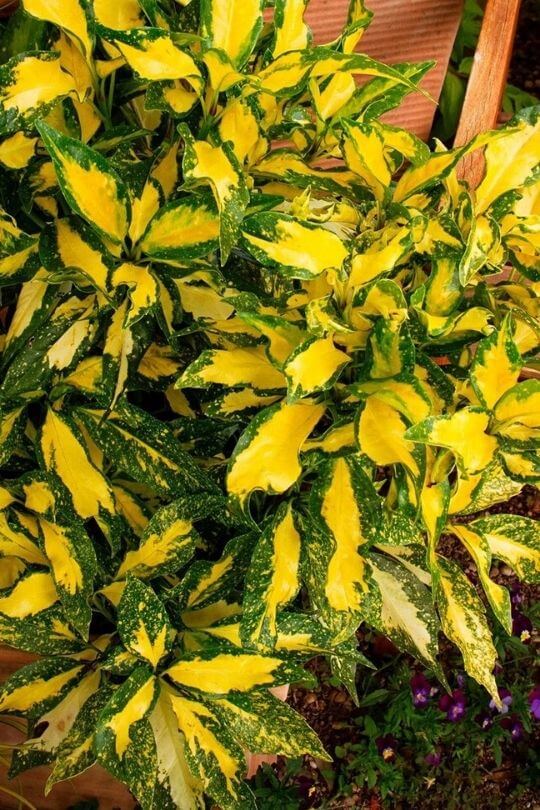 50 Different Types Of Shrubs & Bushes With Pictures & Care Guide