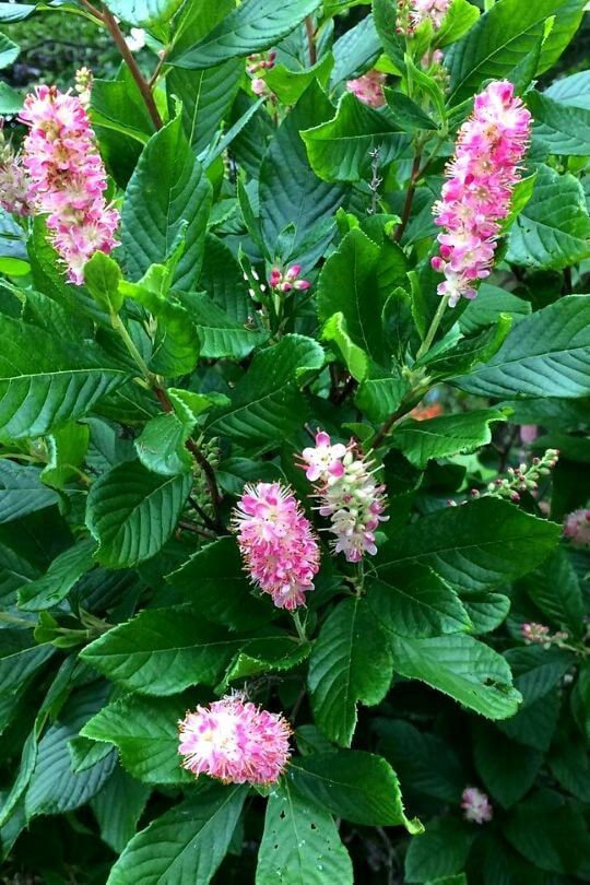 50 Different Types Of Shrubs & Bushes With Pictures & Care Guide