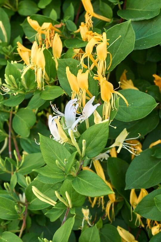 50 Different Types Of Shrubs & Bushes With Pictures & Care Guide