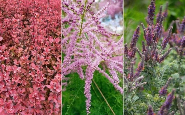 50 Different Types Of Shrubs & Bushes With Pictures & Care Guide