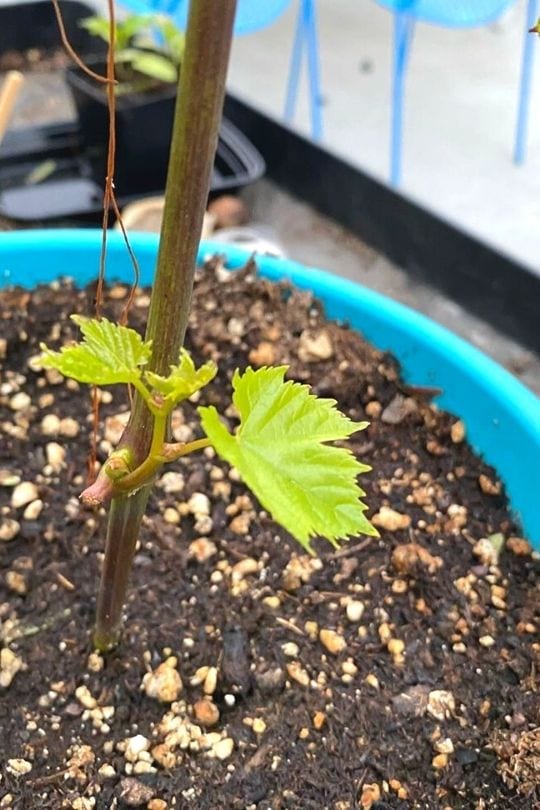Growing Grapes In Containers: How To Grow Grape Vines In Pots