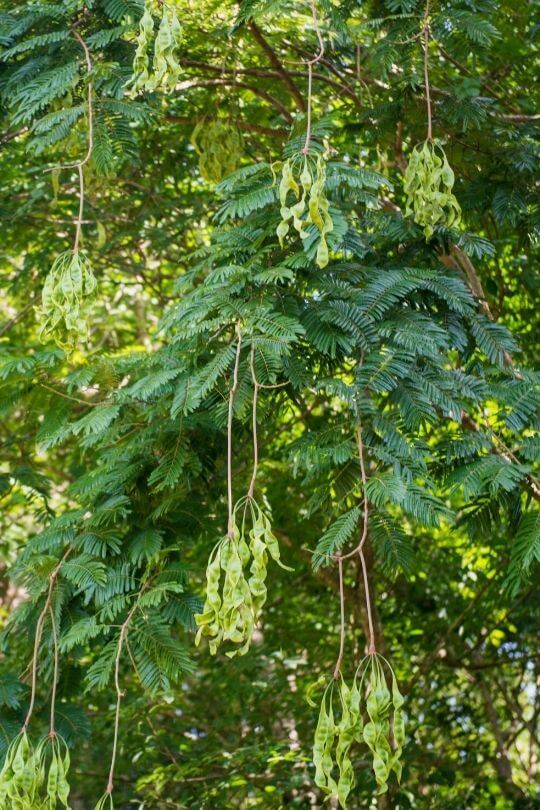 Locust Trees: 9 Best Varieties With Picture & Identification Guide