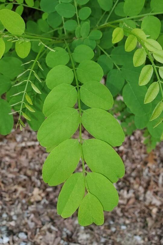Locust Trees: 9 Best Varieties With Picture & Identification Guide