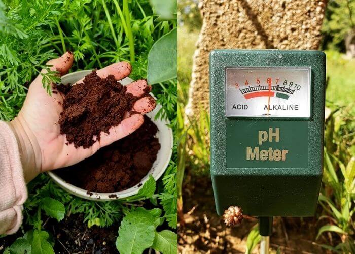 Coffee Grounds For Houseplants: Are They Good For Your Indoor Plants