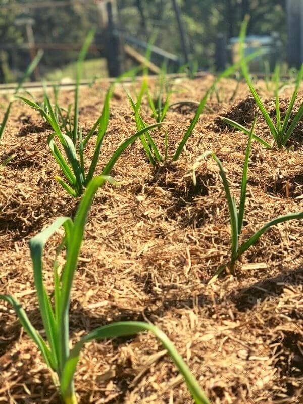 Tips For Growing Garlic In Containers: From Planting To Harvest