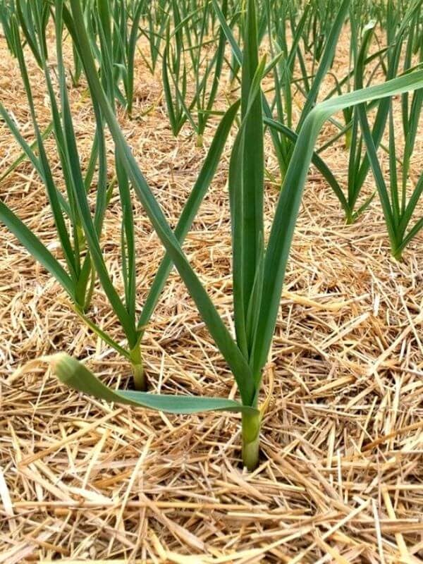 Tips For Growing Garlic In Containers: From Planting To Harvest