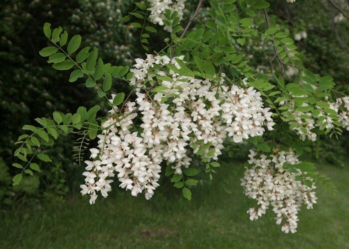 Locust Trees: 9 Best Varieties With Picture & Identification Guide