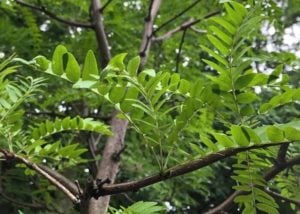 Locust Trees: 9 Best Varieties With Picture & Identification Guide
