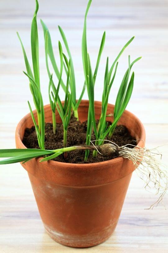 Tips For Growing Garlic In Containers: From Planting To Harvest