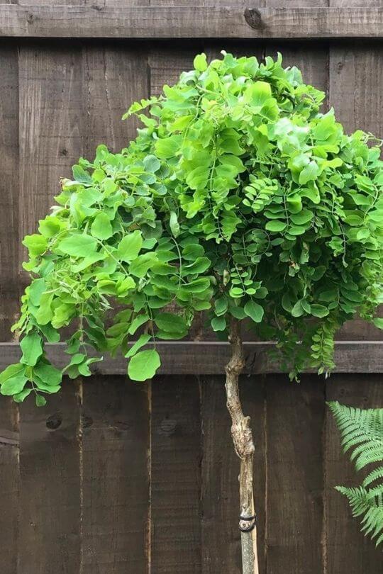 Locust Trees: 9 Best Varieties With Picture & Identification Guide