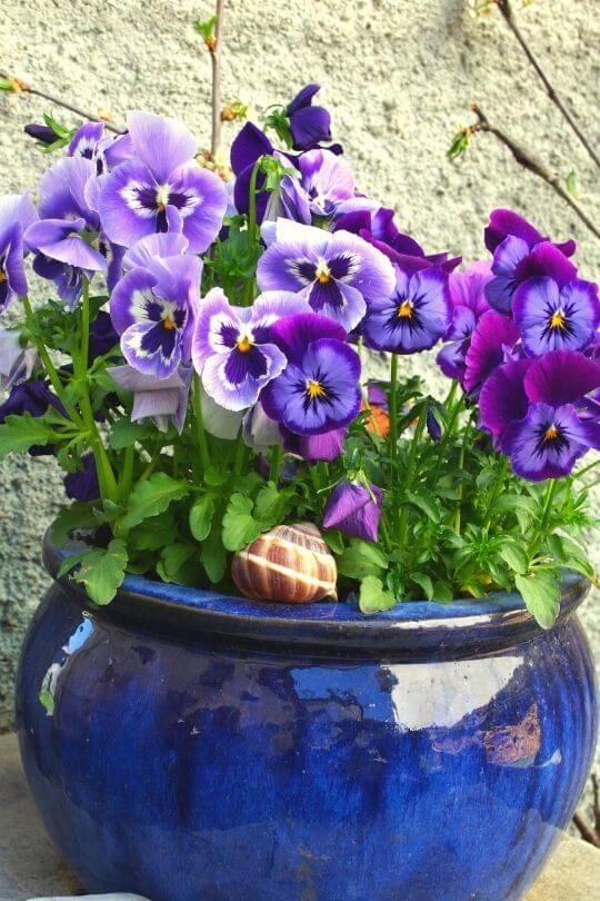 15 Fall Flowers for Pots & Containers to Add Autumn Artwork in Your Patio