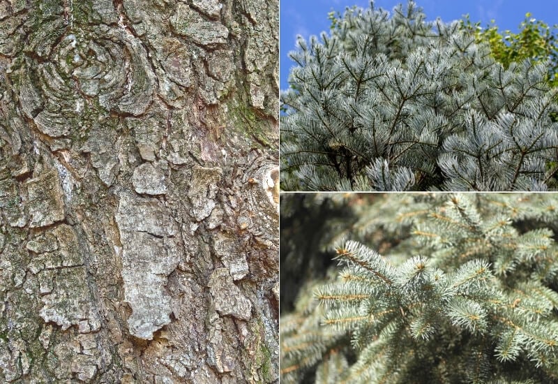 Types Of Evergreen Trees (With Pictures) & Identification Guide