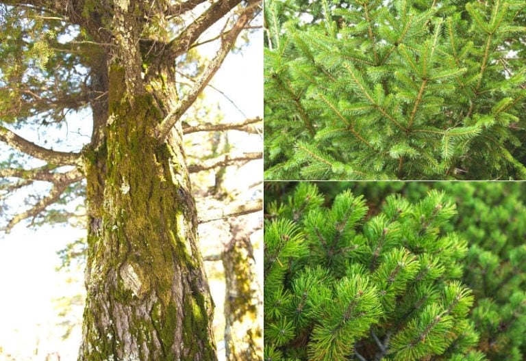 Types Of Evergreen Trees (With Pictures) & Identification Guide