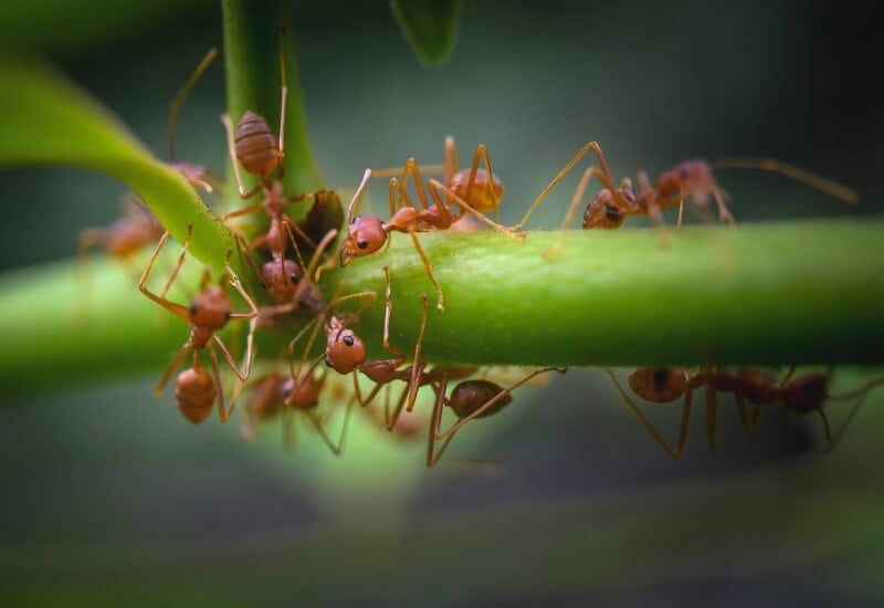 6 Natural Ways To Getting Rid Of Ants In Potted Plants - Gardening Chores