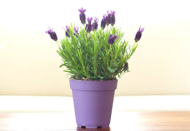 How To Grow Lavender Plants Indoors Gardening Chores
