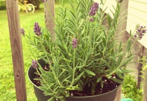 How To Grow Lavender Plants Indoors | Gardening Chores