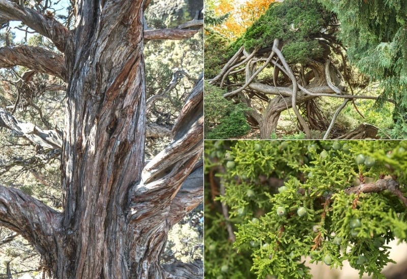 Types Of Evergreen Trees (With Pictures) & Identification Guide