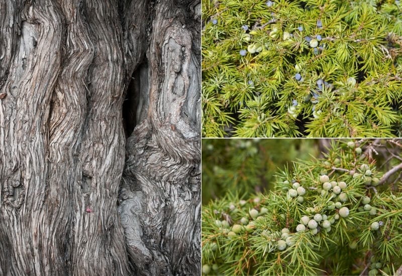 Types Of Evergreen Trees (With Pictures) & Identification Guide