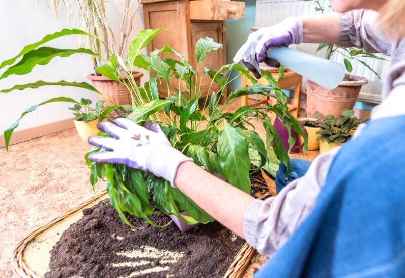 Why Is My Peace Lily Drooping And Wilting? - Gardening Chores