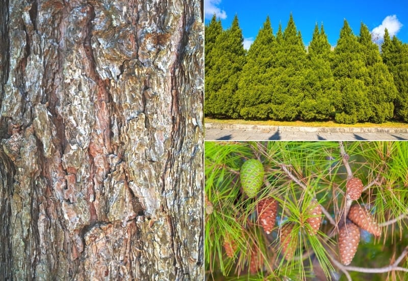 Types Of Evergreen Trees (With Pictures) & Identification Guide
