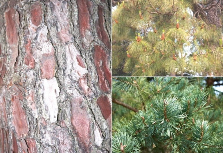 Types Of Evergreen Trees (With Pictures) & Identification Guide