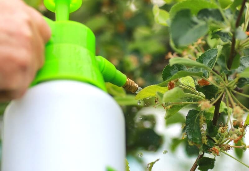6 Natural Ways To Getting Rid Of Ants In Potted Plants - Gardening Chores