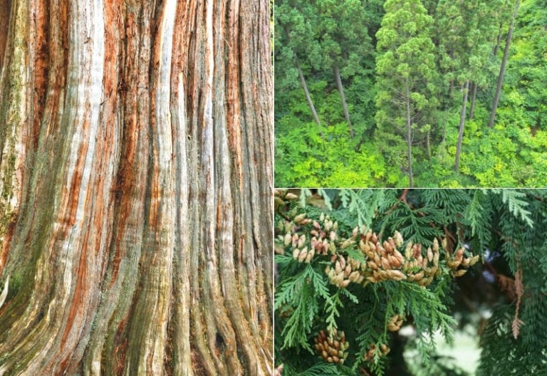 Types Of Evergreen Trees (With Pictures) & Identification Guide
