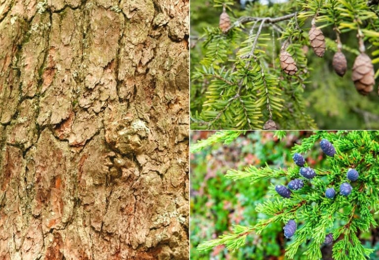 Types Of Evergreen Trees (With Pictures) & Identification Guide