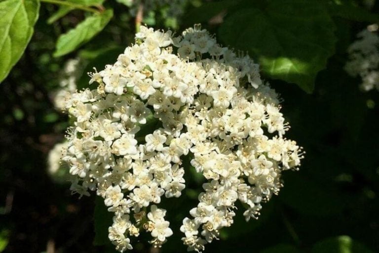 Types Viburnum Shrubs: 13 Amazing Viburnum Varieties For The Garden