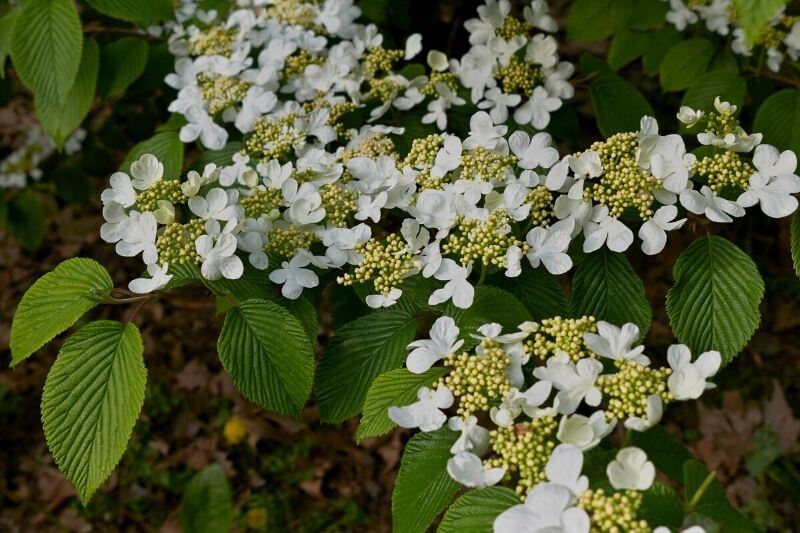 Types Viburnum Shrubs: 13 Amazing Viburnum Varieties For The Garden