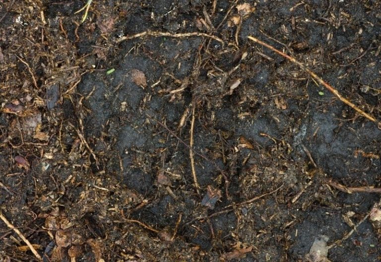 Humus Vs. Compost: What’s The Difference? - Gardening Chores