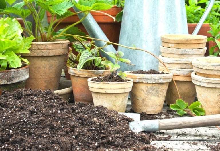 6 Natural Ways To Getting Rid Of Ants In Potted Plants - Gardening Chores