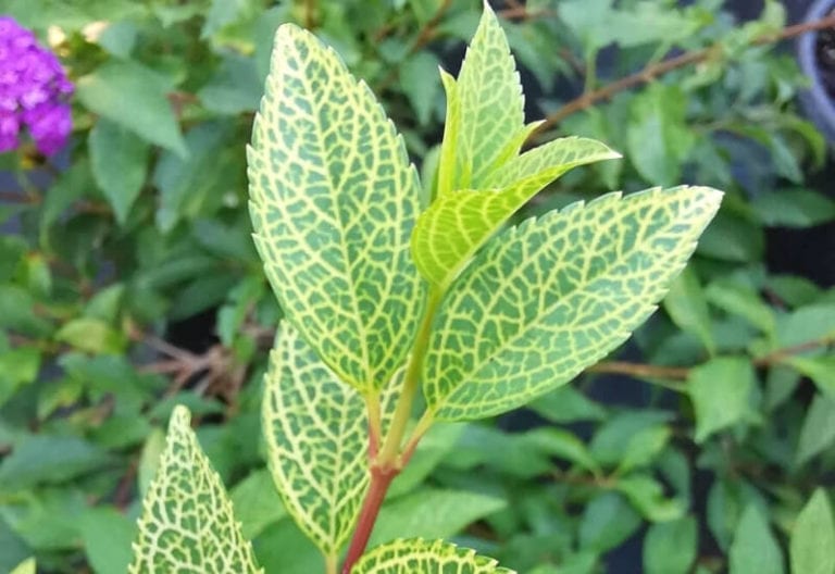 10 Spectacular Forsythia Bush Varieties for a Garden Painted in Gold