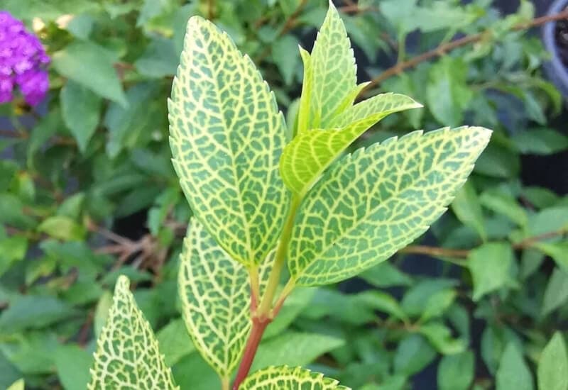 10 Spectacular Forsythia Bush Varieties for a Garden Painted in Gold