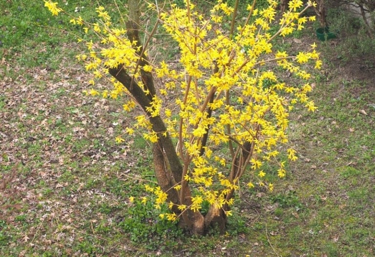 10 Spectacular Forsythia Bush Varieties for a Garden Painted in Gold