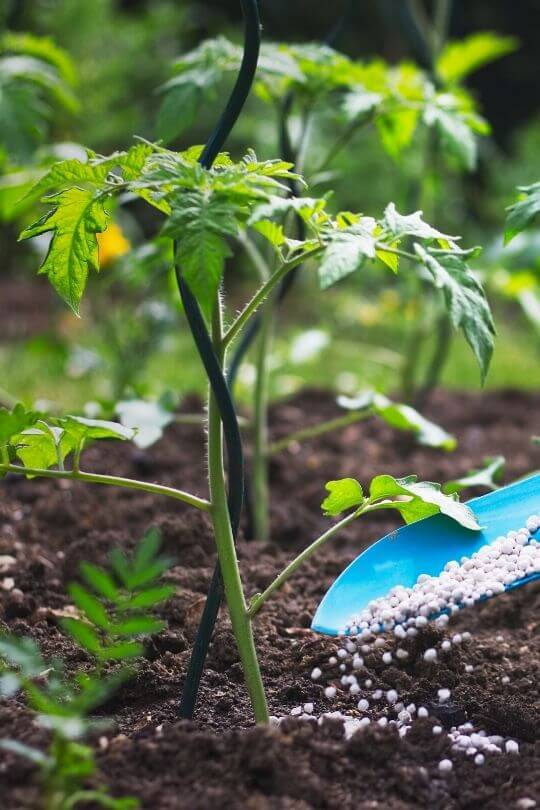 Fertilizing Tomatoes: How And When To Fertilize Your Tomato Plants