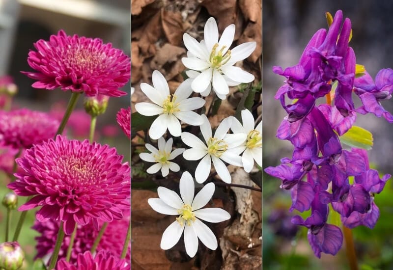 21 Best Early Spring Blooming Flowers For Your Garden