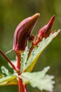 19 Best Okra Varieties To Grow In Your Garden Or Container