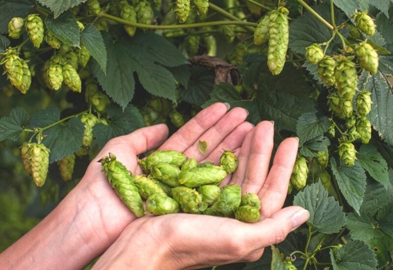 A Beginner's Guide On Growing Hops In Containers - Gardening Chores