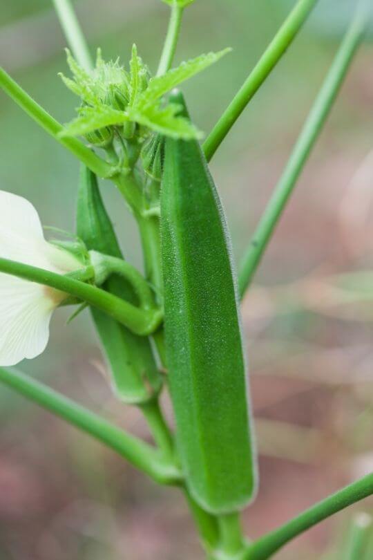 19 Best Okra Varieties To Grow In Your Garden Or Container