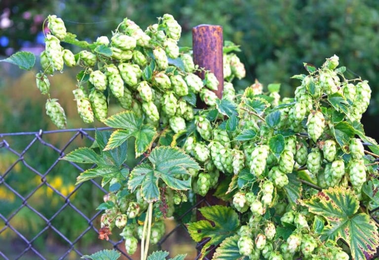 A Beginner's Guide On Growing Hops In Containers - Gardening Chores