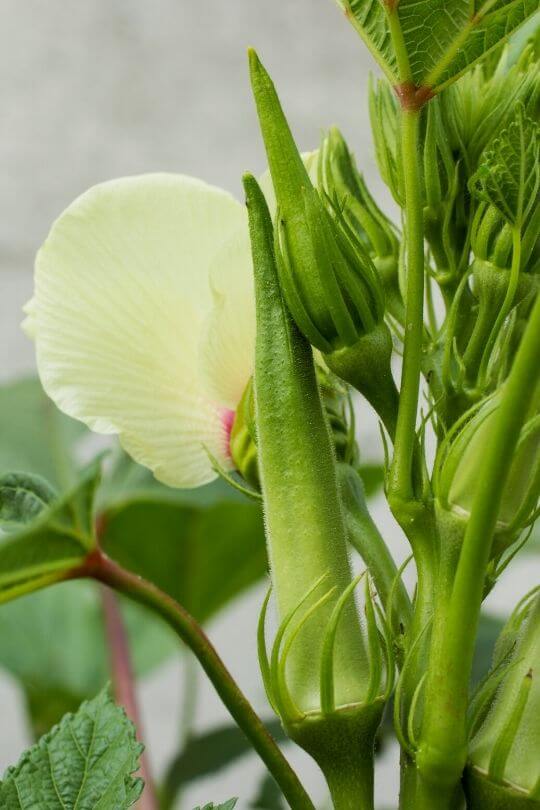 19 Best Okra Varieties To Grow In Your Garden Or Container