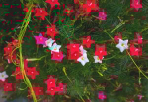 15 Beautiful & Fast-Growing Annual Climbers To Grow