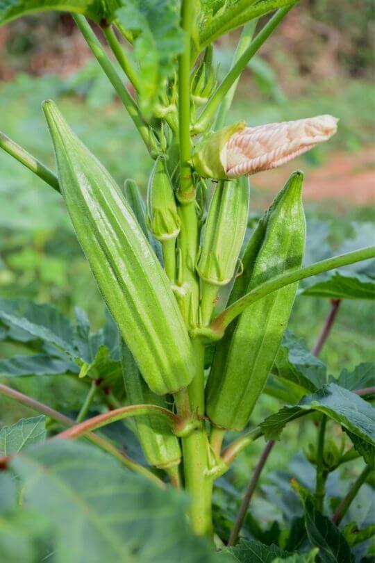 19 Best Okra Varieties To Grow In Your Garden Or Container