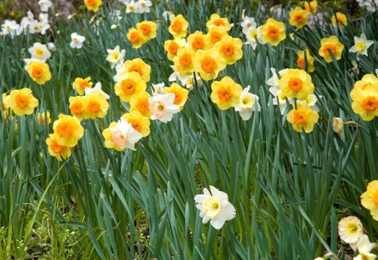 21 Best Early Spring Blooming Flowers For Your Garden